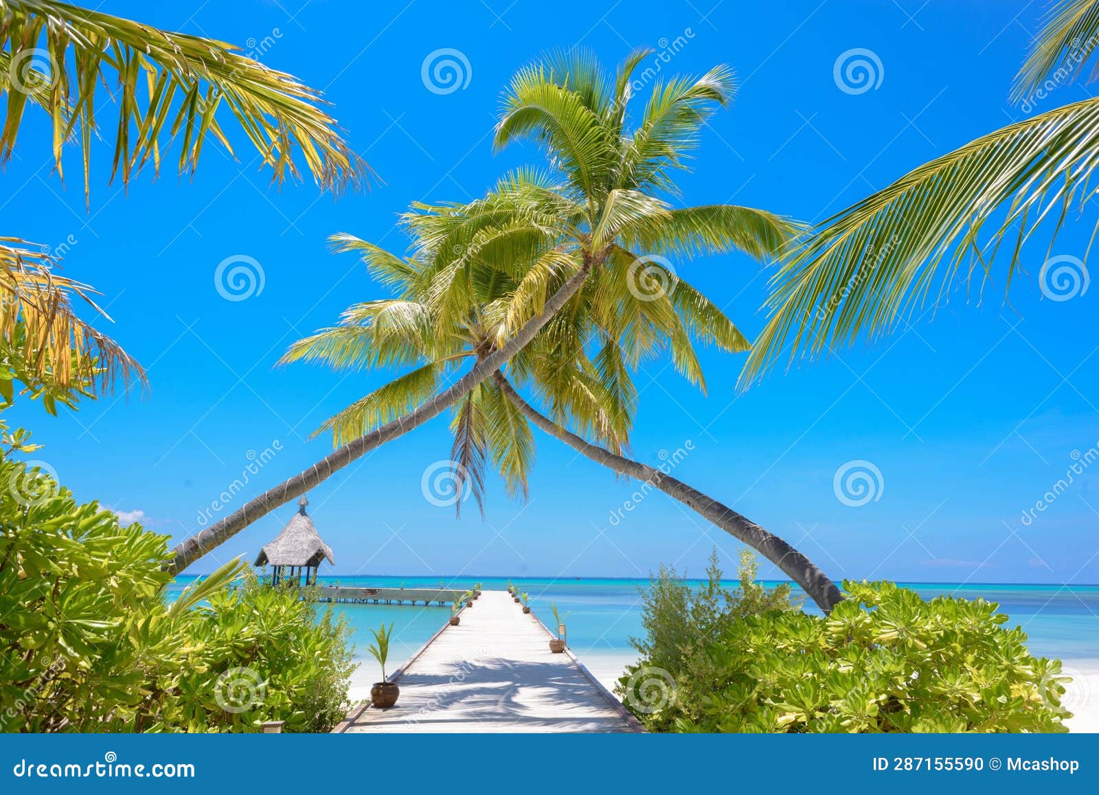 Two Coconut Trees that Meet Very Beautifully on the Beach Stock Photo ...