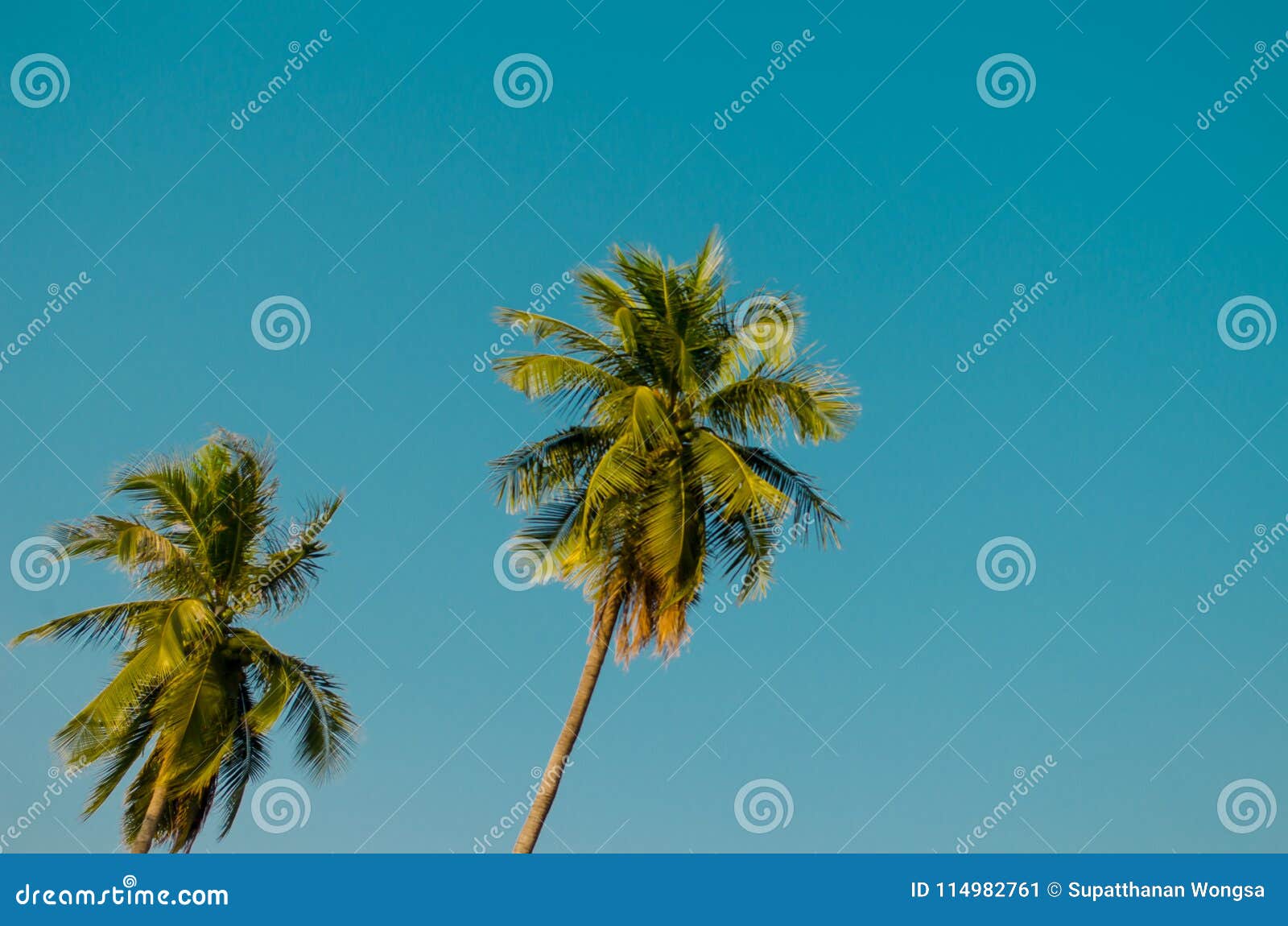 Coconut Tree Isolated from Blue Background. Stock Image - Image of wood ...