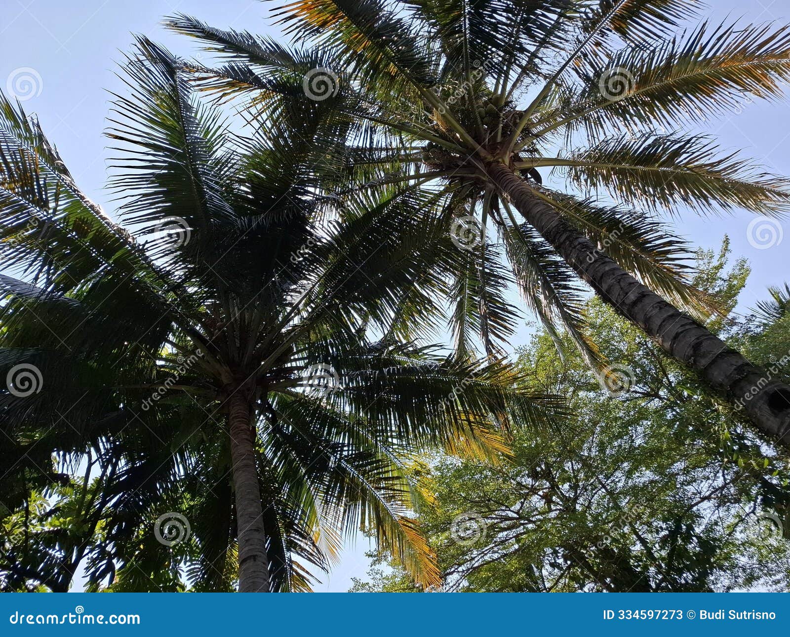 Two Coconut Trees in Tropical Area Stock Image - Image of area ...