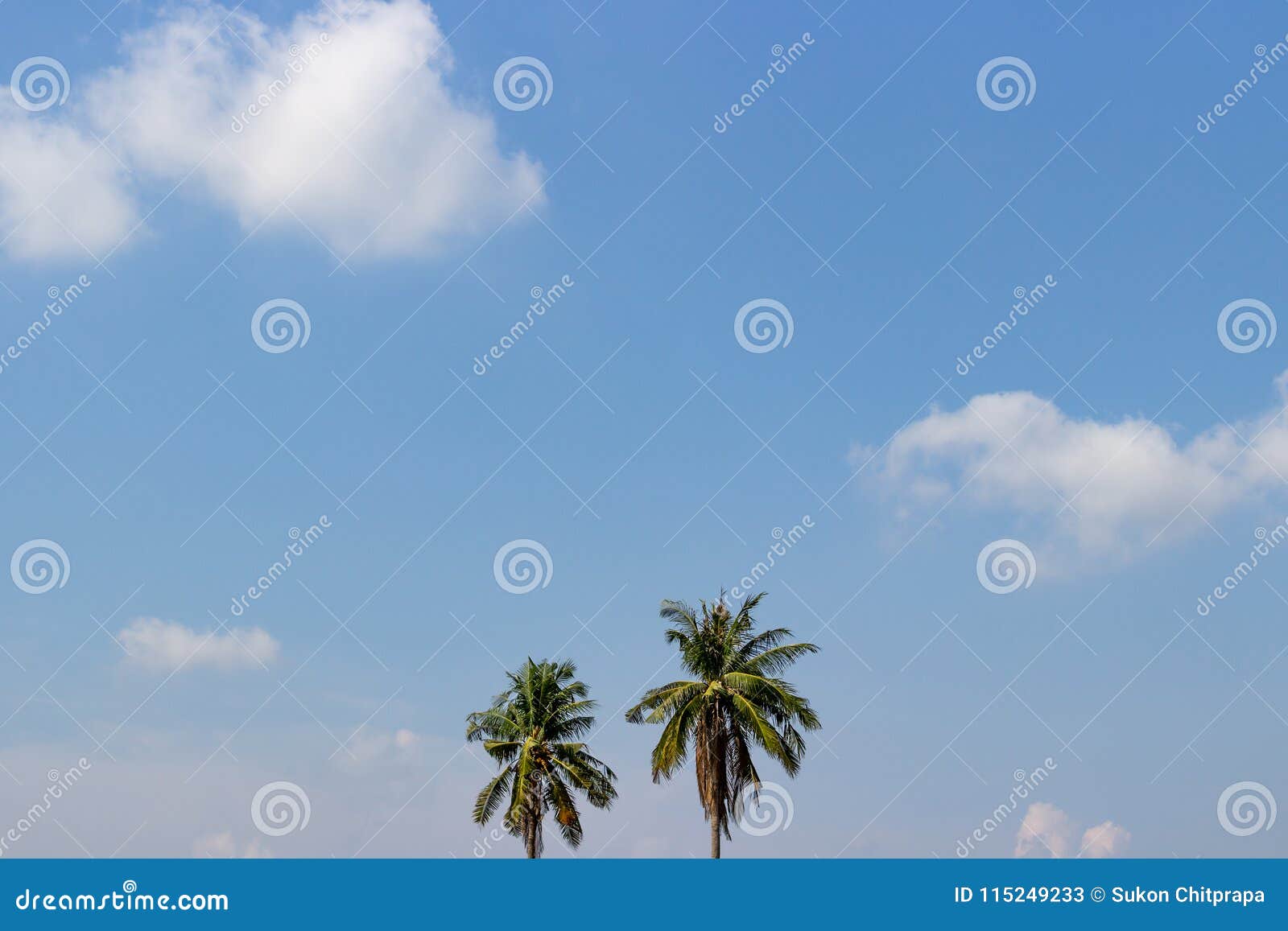 Two coconut trees stock image. Image of wallpaper, tropical - 115249233