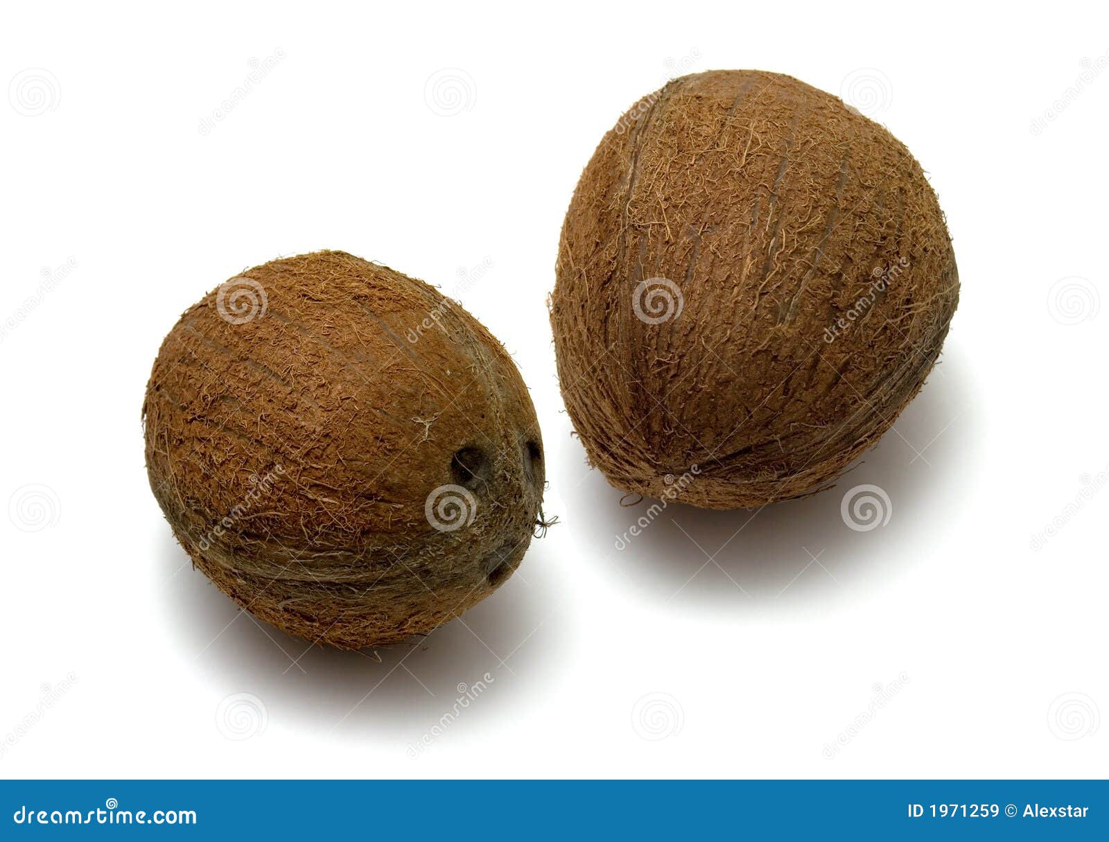Two coconuts stock image. Image of life, eatable, color - 1971259