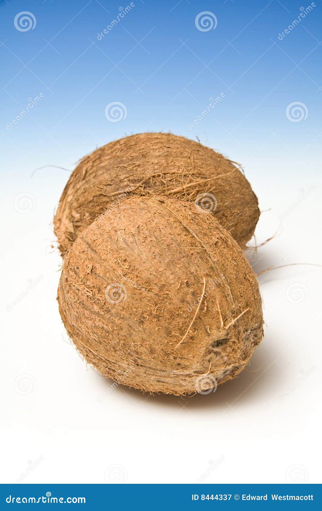 Two coconuts stock image. Image of nucifera, fibrous, outer - 8444337