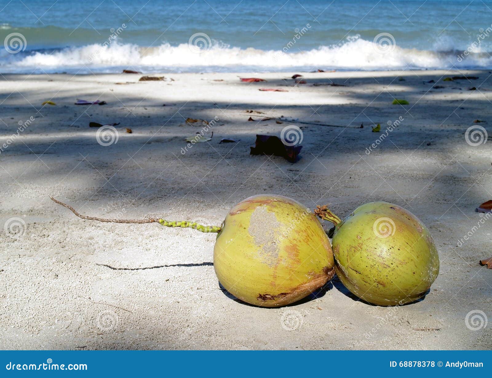 Close-up Two Green Coconuts on Sand Beach Under Palm Trees Shadow and ...