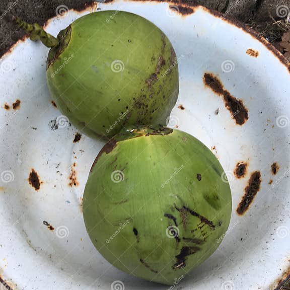 Double coconut. stock photo. Image of green, tropical - 139820660