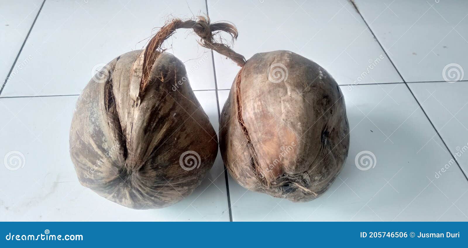 Two coconuts on floor stock photo. Image of cuisine - 205746506