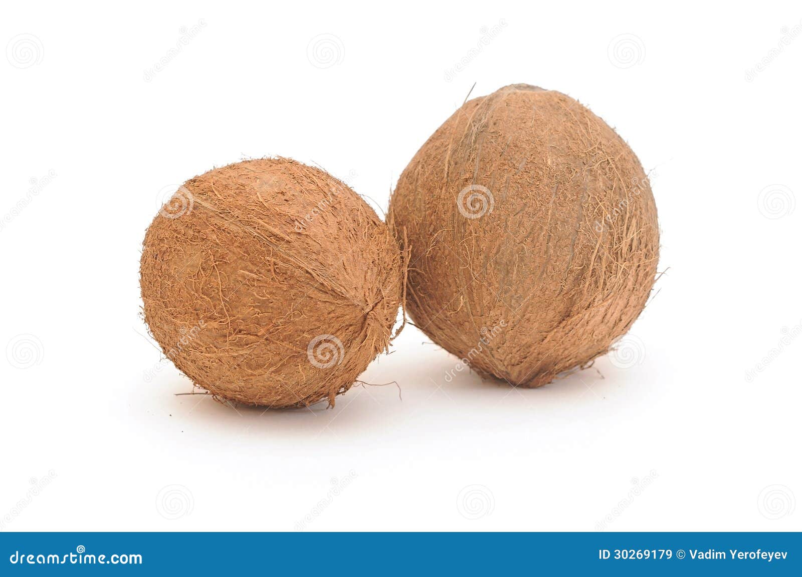 Two coconuts stock image. Image of evergreen, green, brown - 30269179