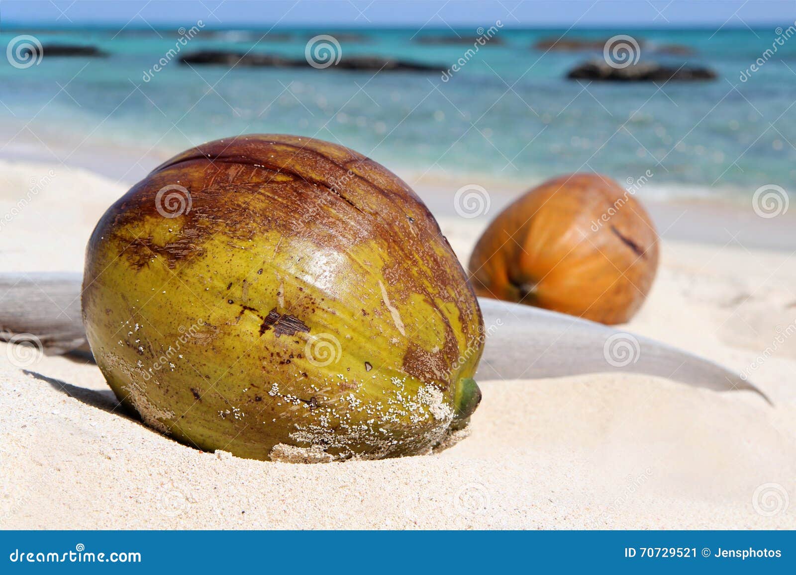 Two Coconuts Laying on the White Beach Stock Image - Image of beach ...