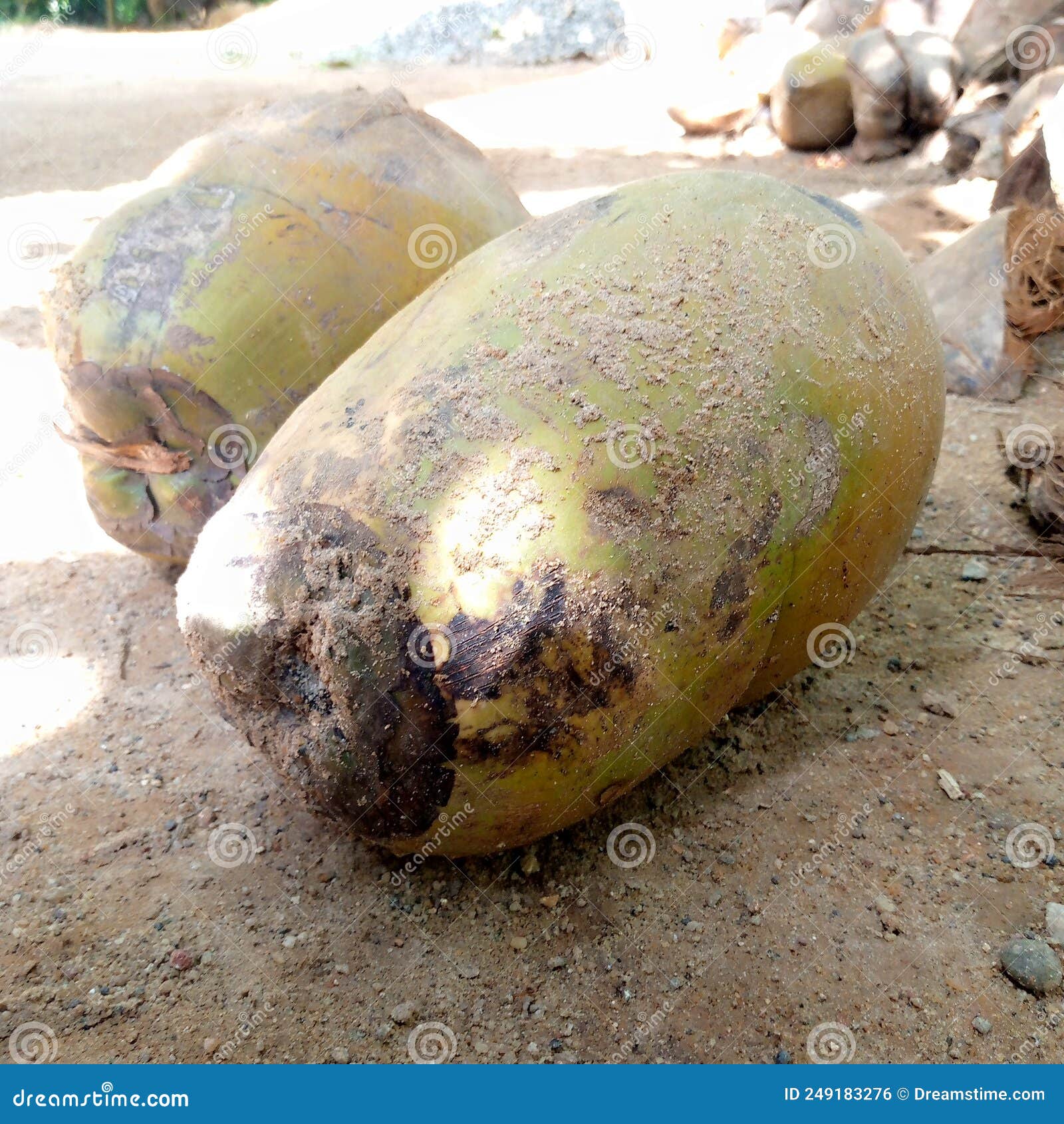 Two coconuts in sri lanka stock photo. Image of leaf - 249183276