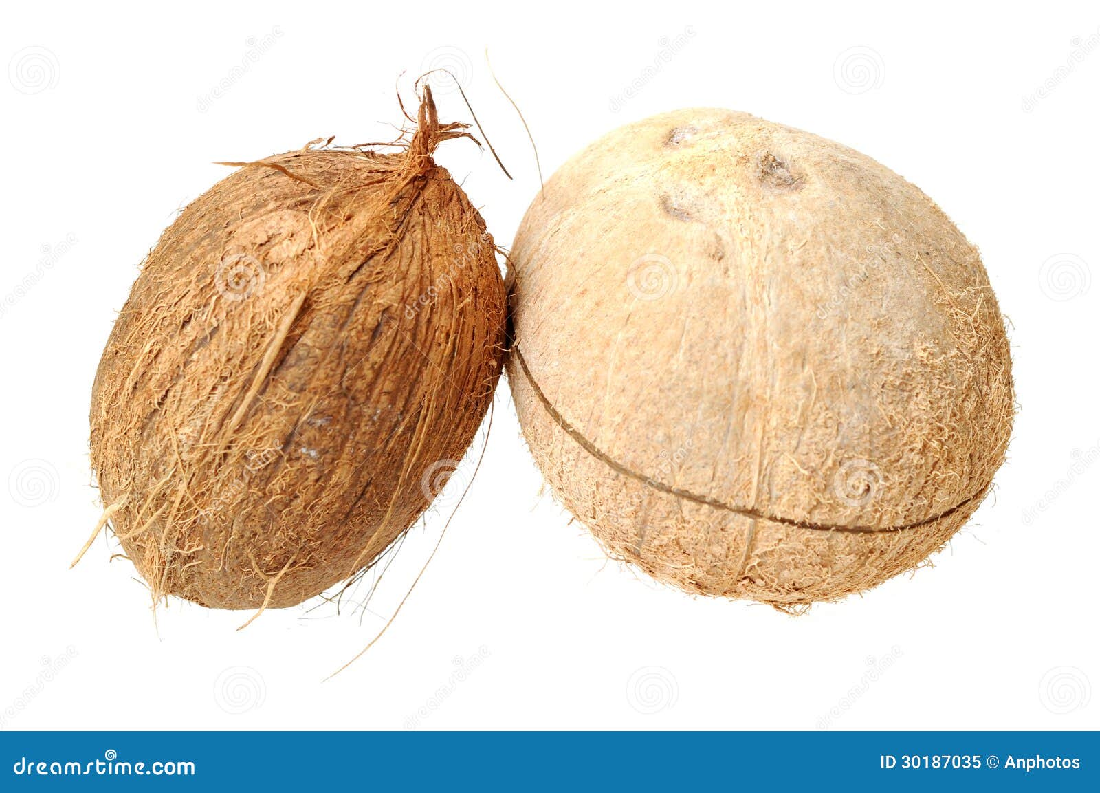 Two coconuts stock image. Image of healthy, delicious - 30187035