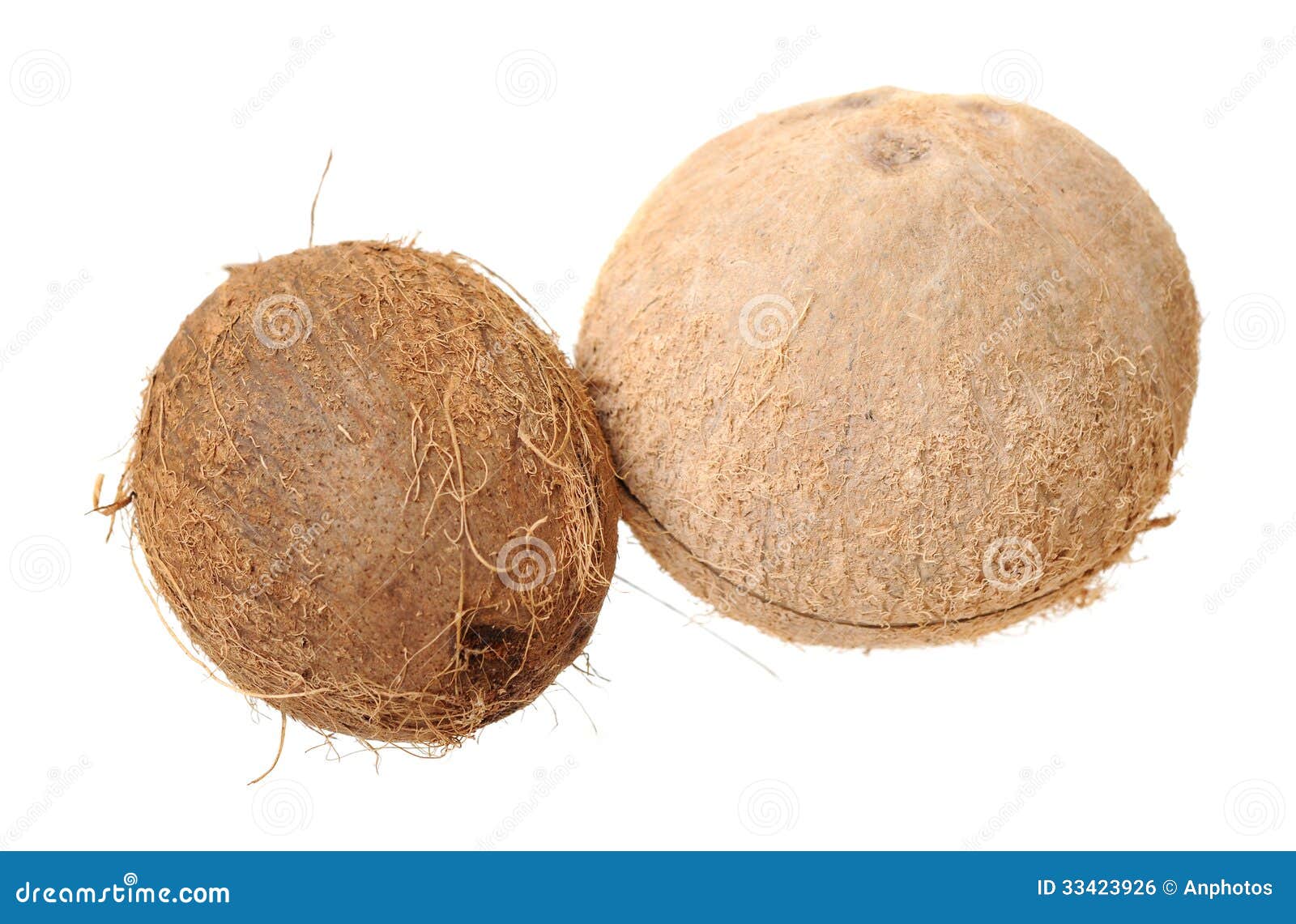 Two coconuts stock photo. Image of healthy, subtropical - 33423926