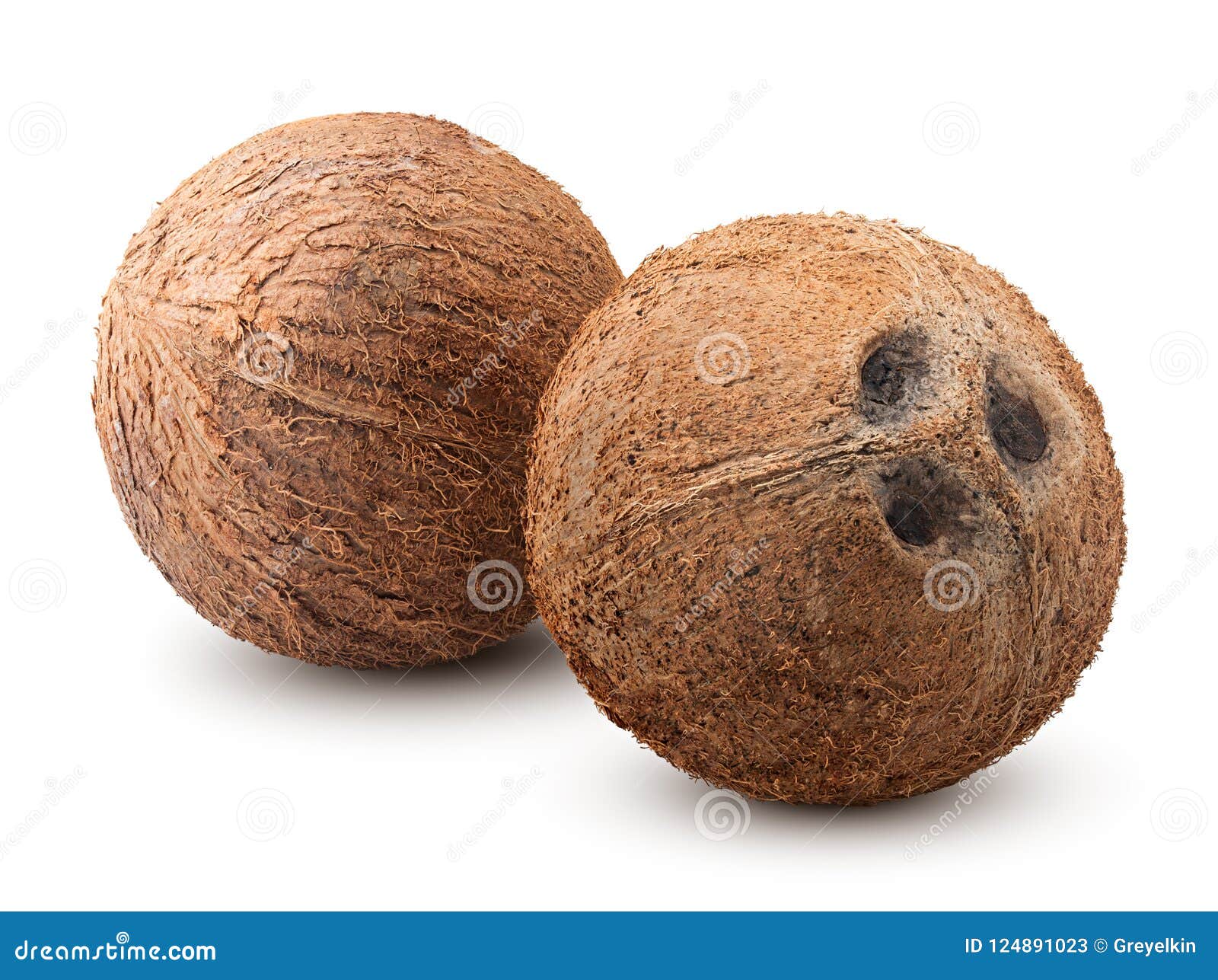 Two Coconuts Whole, Isolated on White Background Stock Image - Image of ...