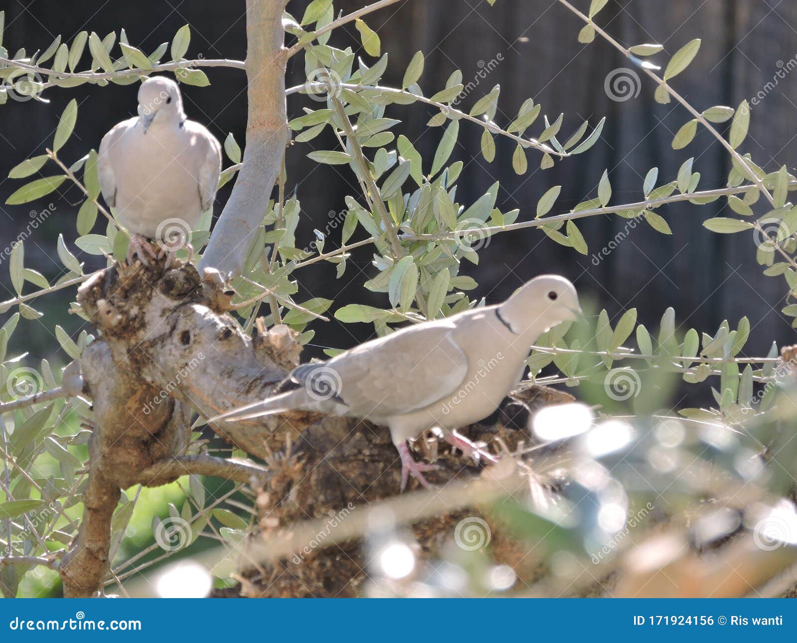 Doves stock photo. Image of birds, wild, nature, animal - 171924156