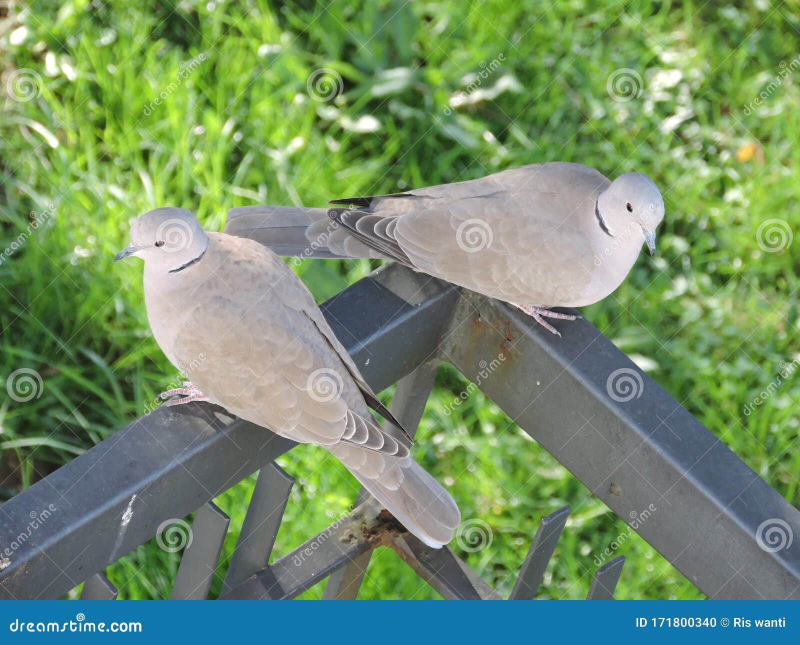 Doves stock photo. Image of fence, colared, birds, standing - 171800340