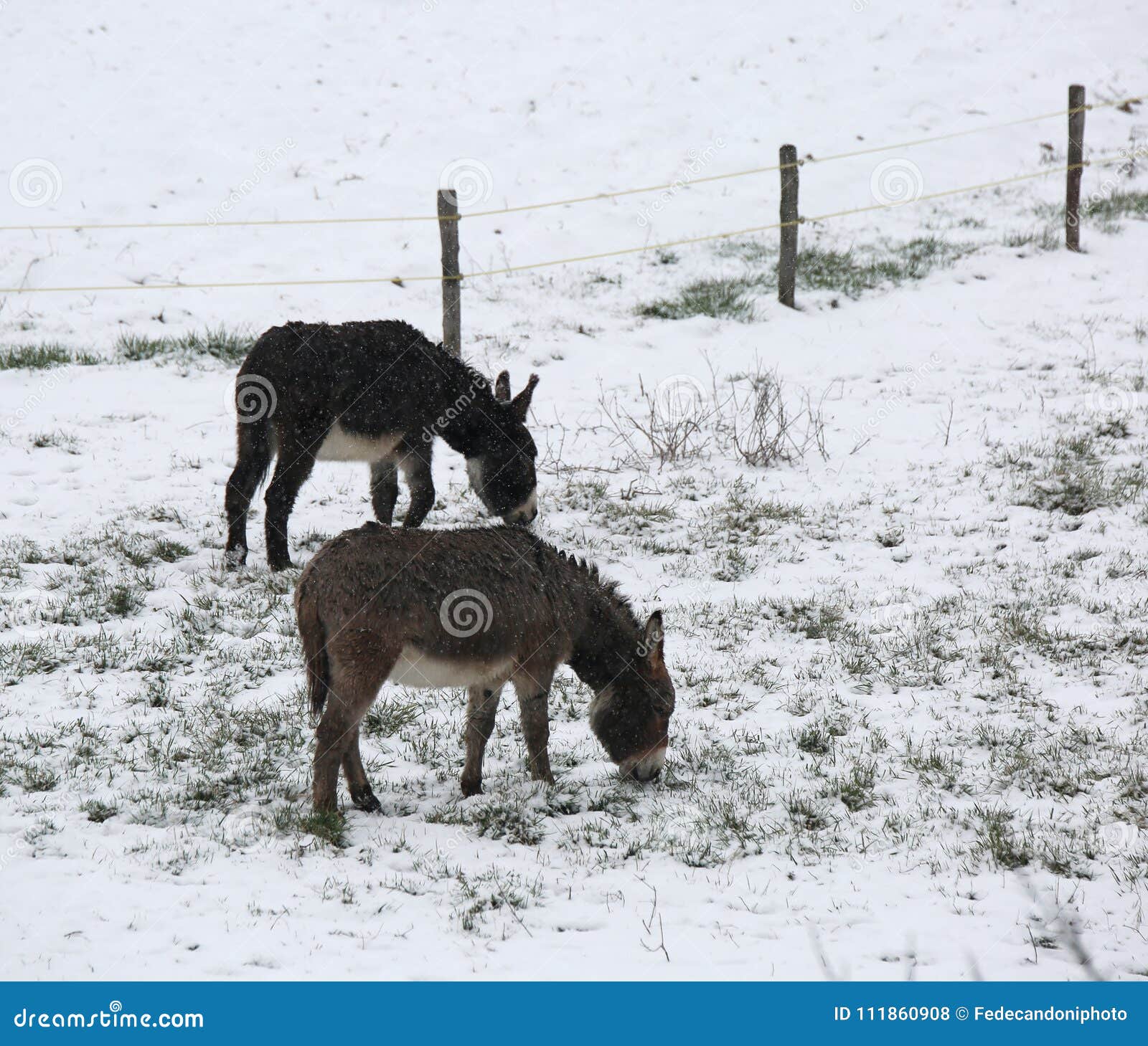 Donkeys Graze Icy Grass in Winter with Snow Stock Photo - Image of ...