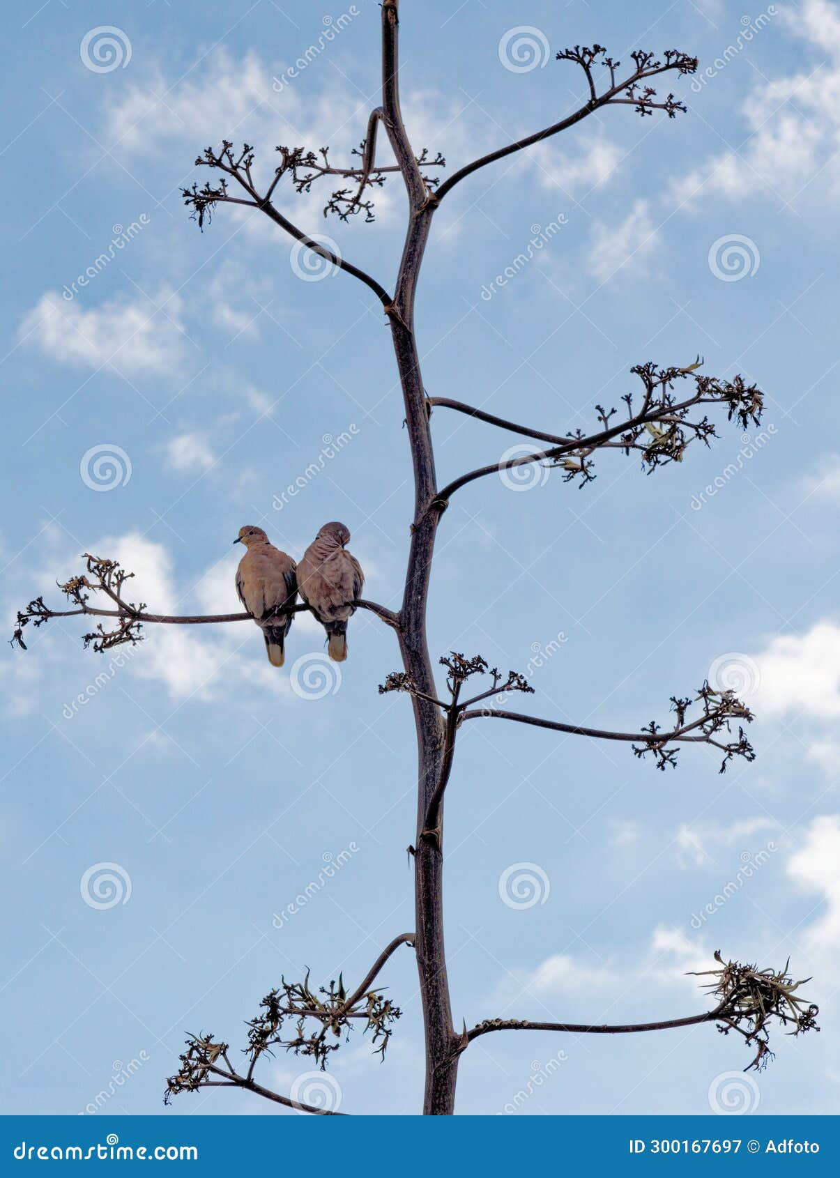 Two Collared Dove Sitting on a Tree Branch Stock Image - Image of bird ...