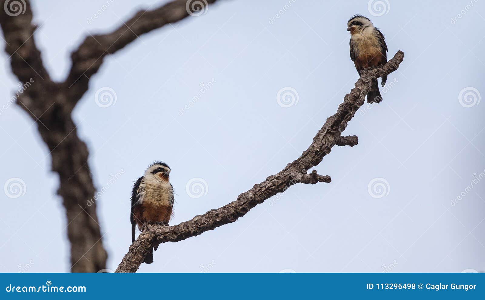 Two Collared Falconets on Tree Branch Stock Photo - Image of worlds ...