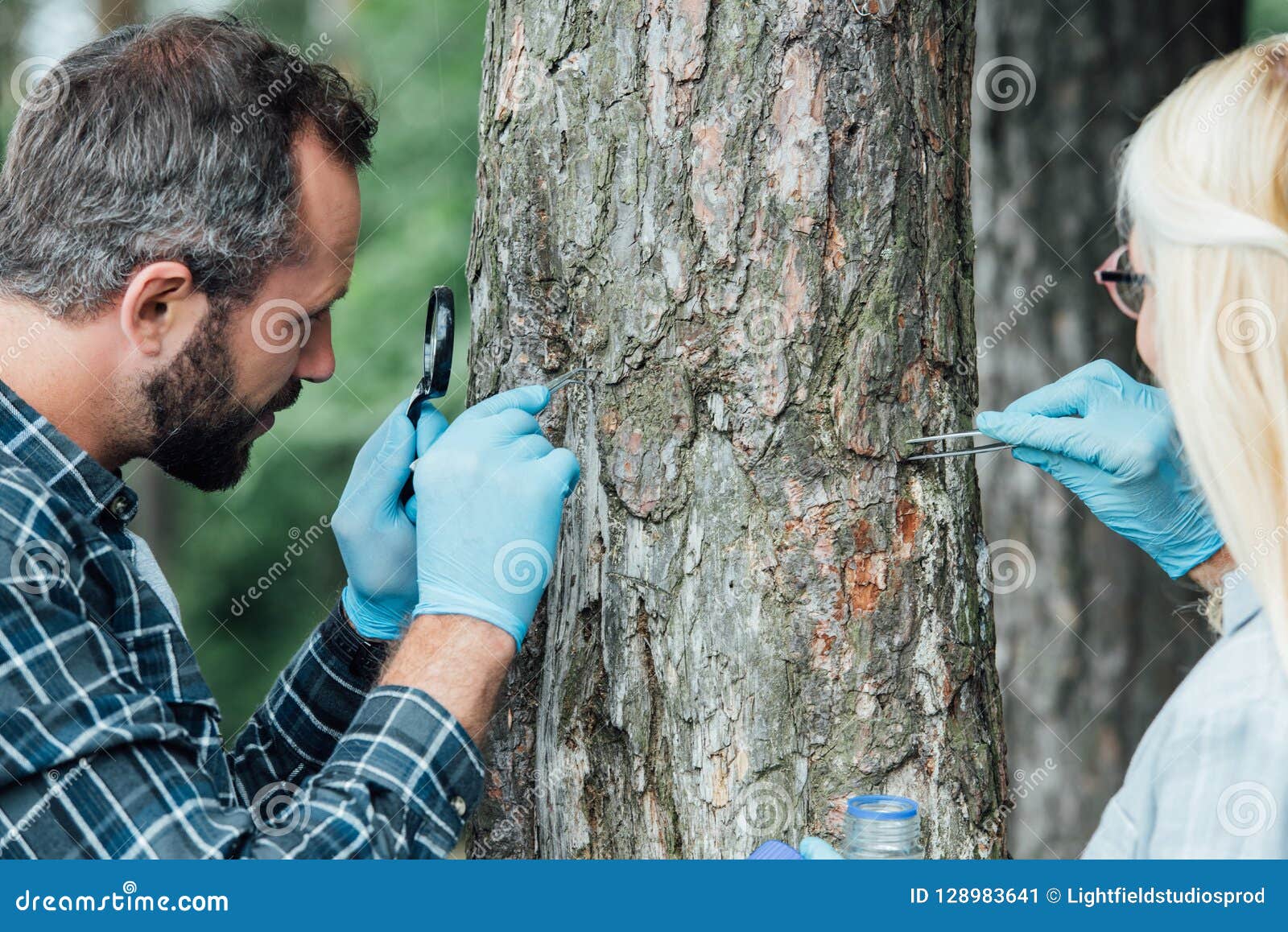 Two Colleagues Scientists Examining and Taking Sample of Bark of Tree ...