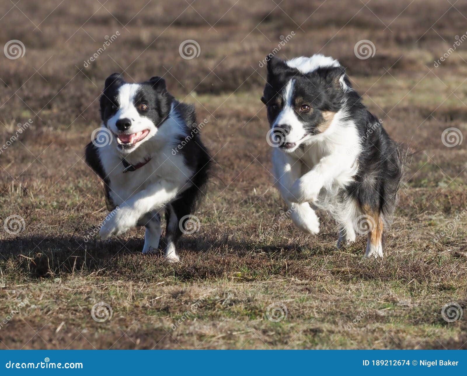 Two Collie Dogs stock photo. Image of animal, sheep - 189212674