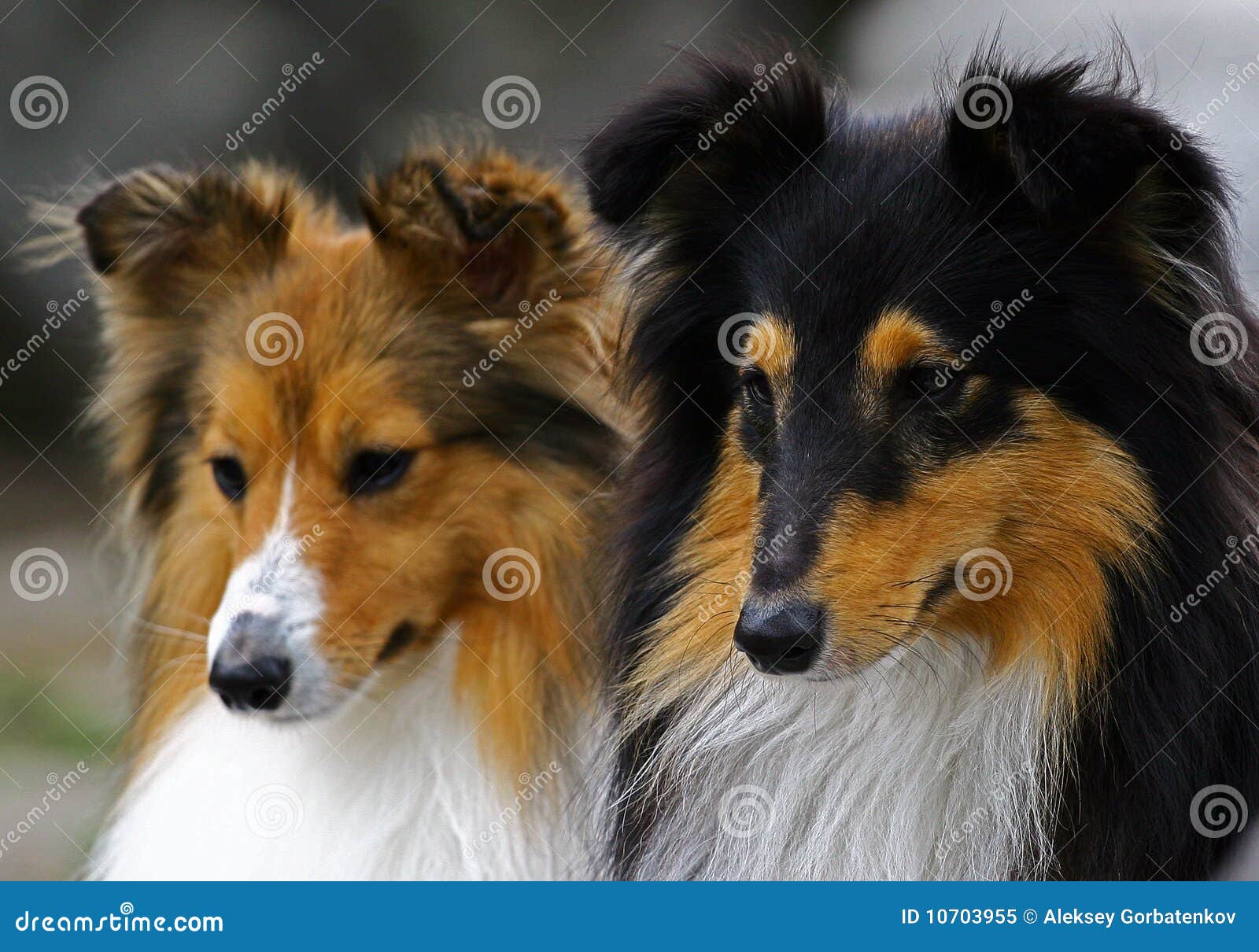 Two collie portrait stock image. Image of sheltie, snout - 10703955