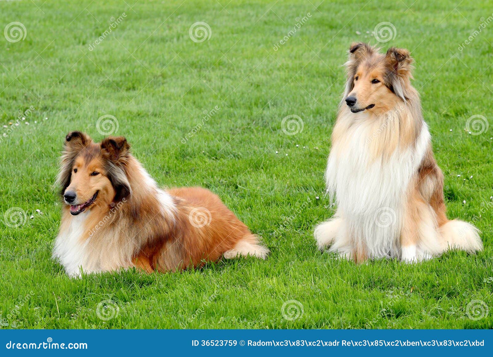 Two Collie Rough in a Summer Garden Stock Image - Image of meadows ...