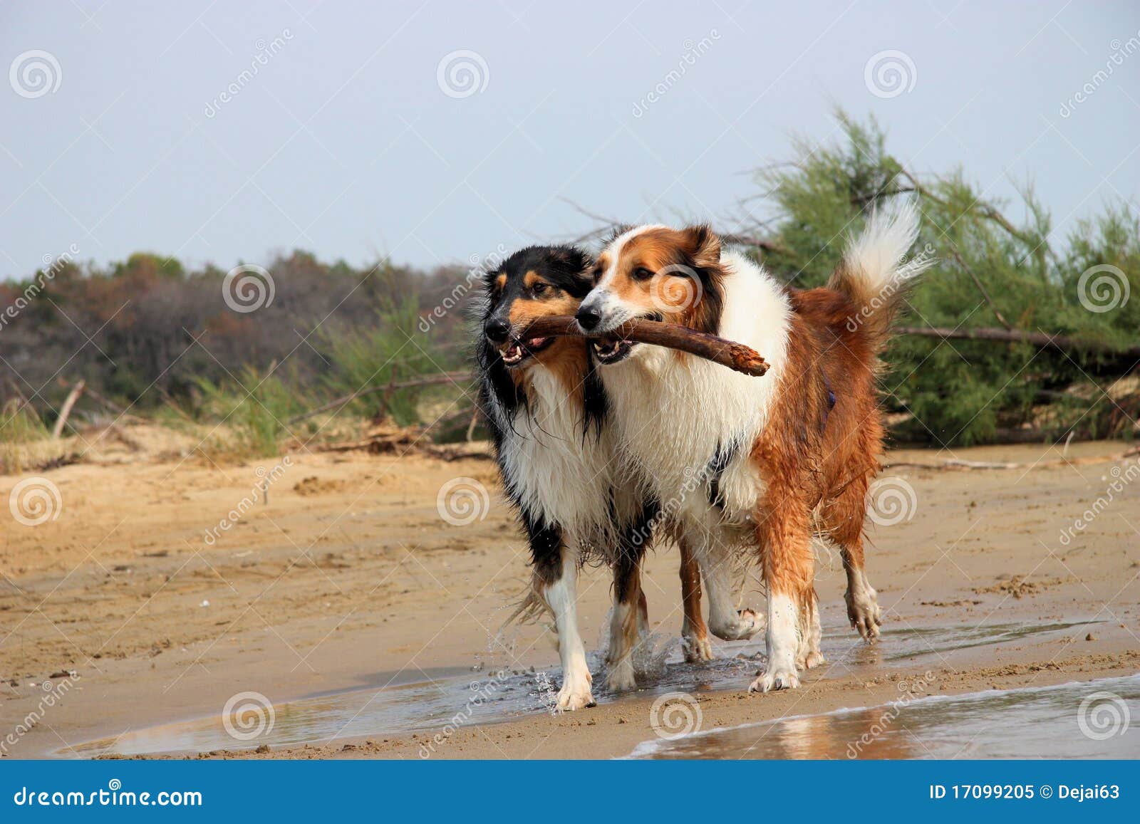 Two collies stock image. Image of obedient, haired, corporate - 17099205