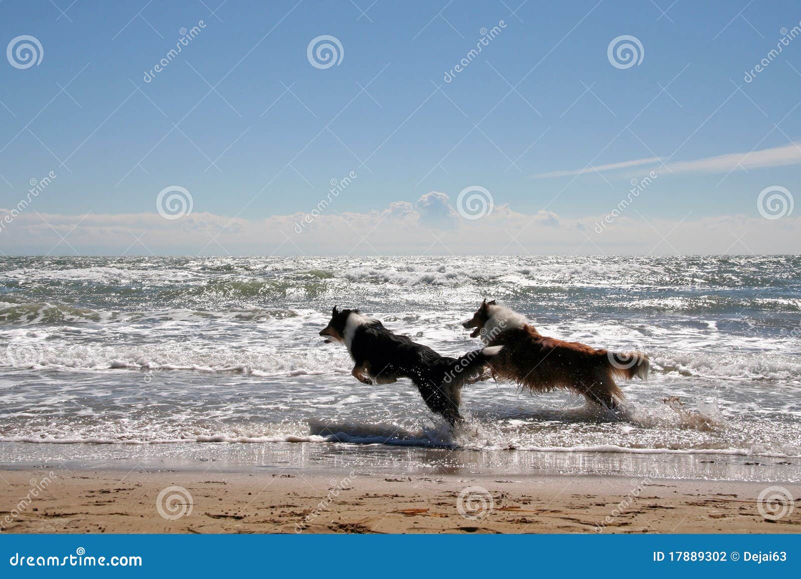 Two collies stock photo. Image of animal, scene, doggy - 17889302