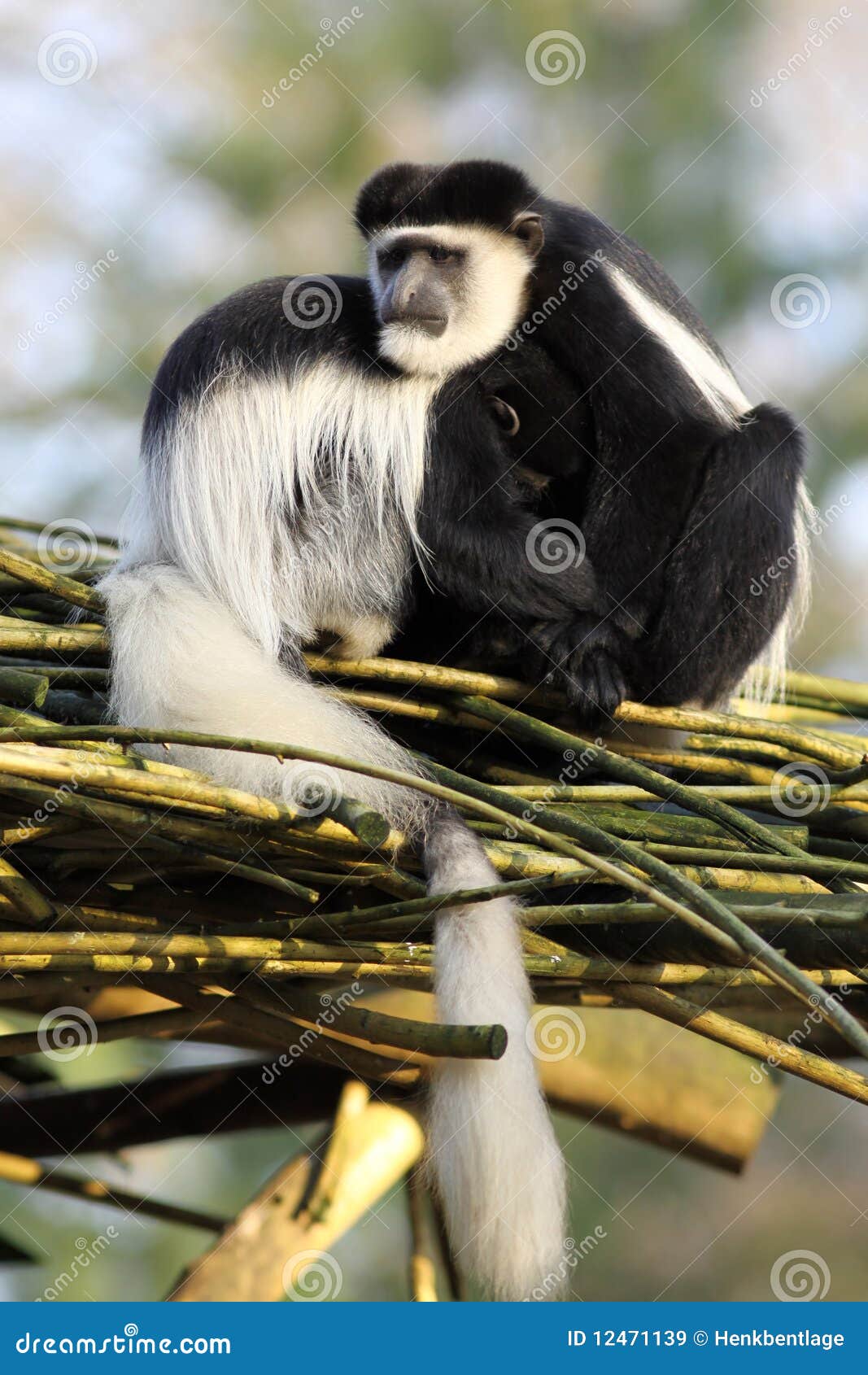 Two Colobus Monkeys Sitting Close Together Stock Image - Image of white ...