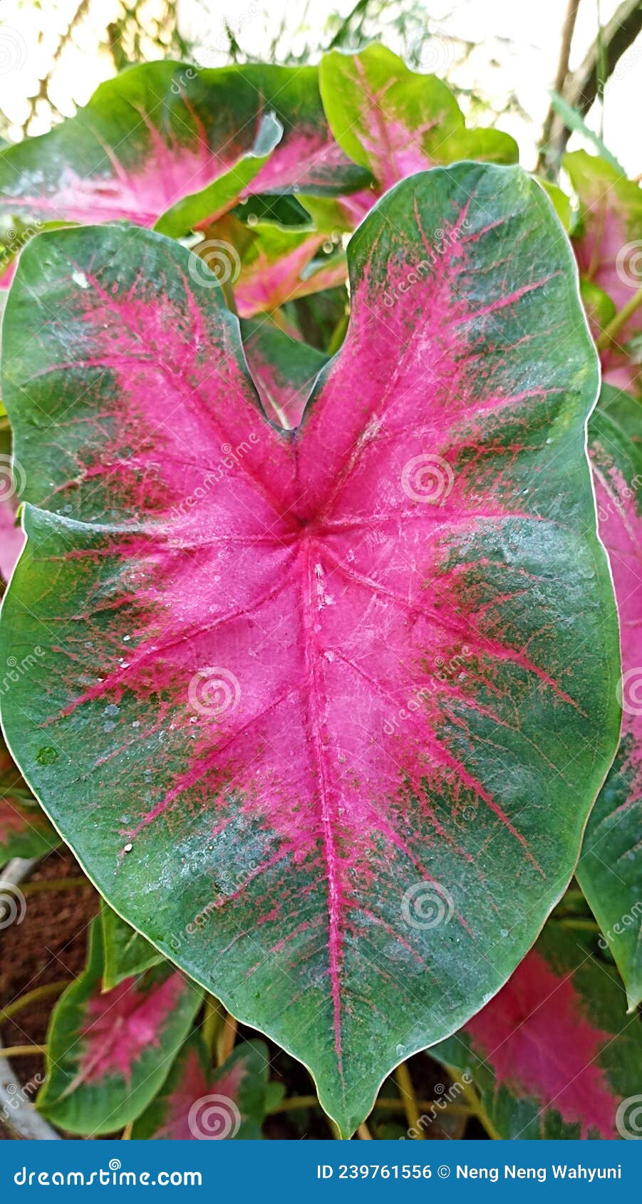 Two Color Beautiful Taro Leaves Stock Photo - Image of beautiful, taro ...