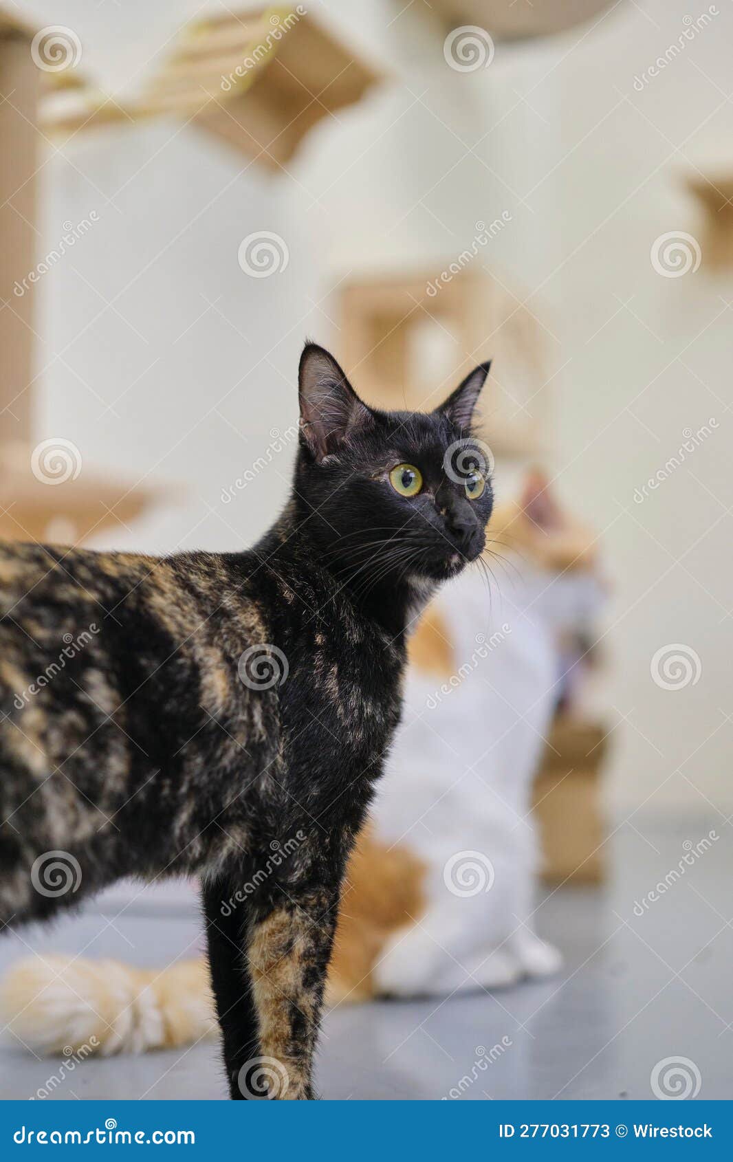 Two color cat in the room stock image. Image of furry - 277031773