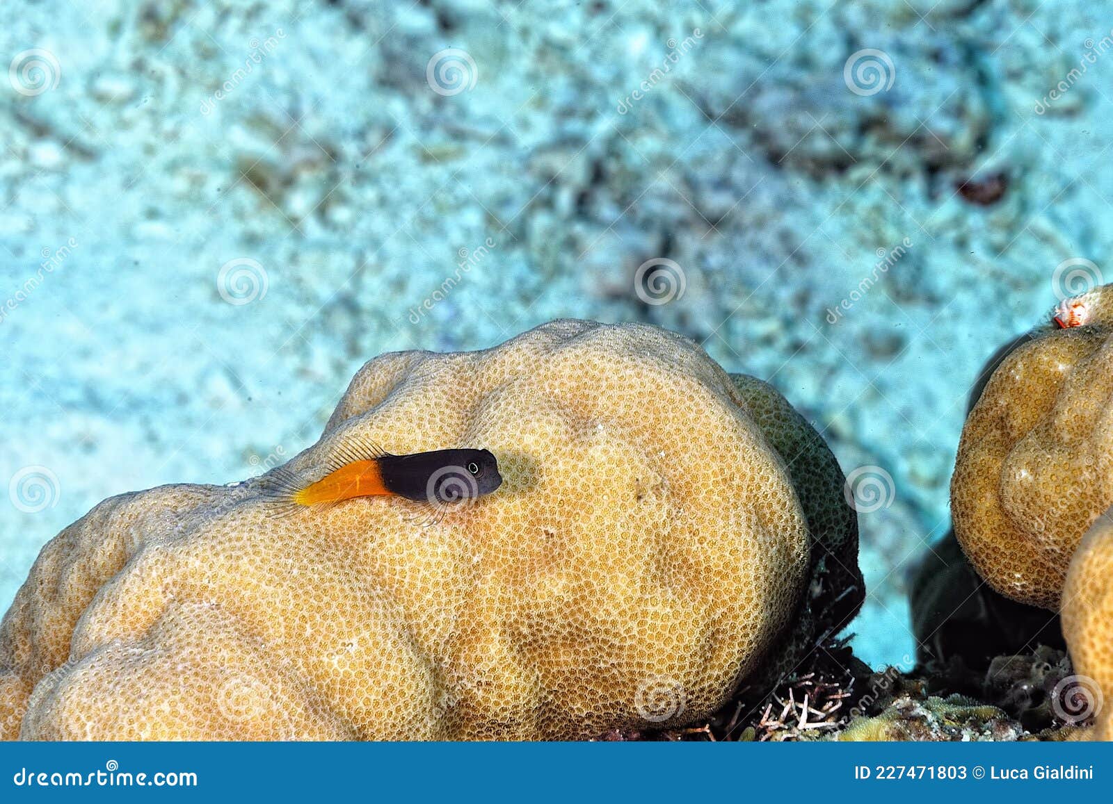 A Two Color Combtooth Blenny Stock Image - Image of marin, deep: 227471803