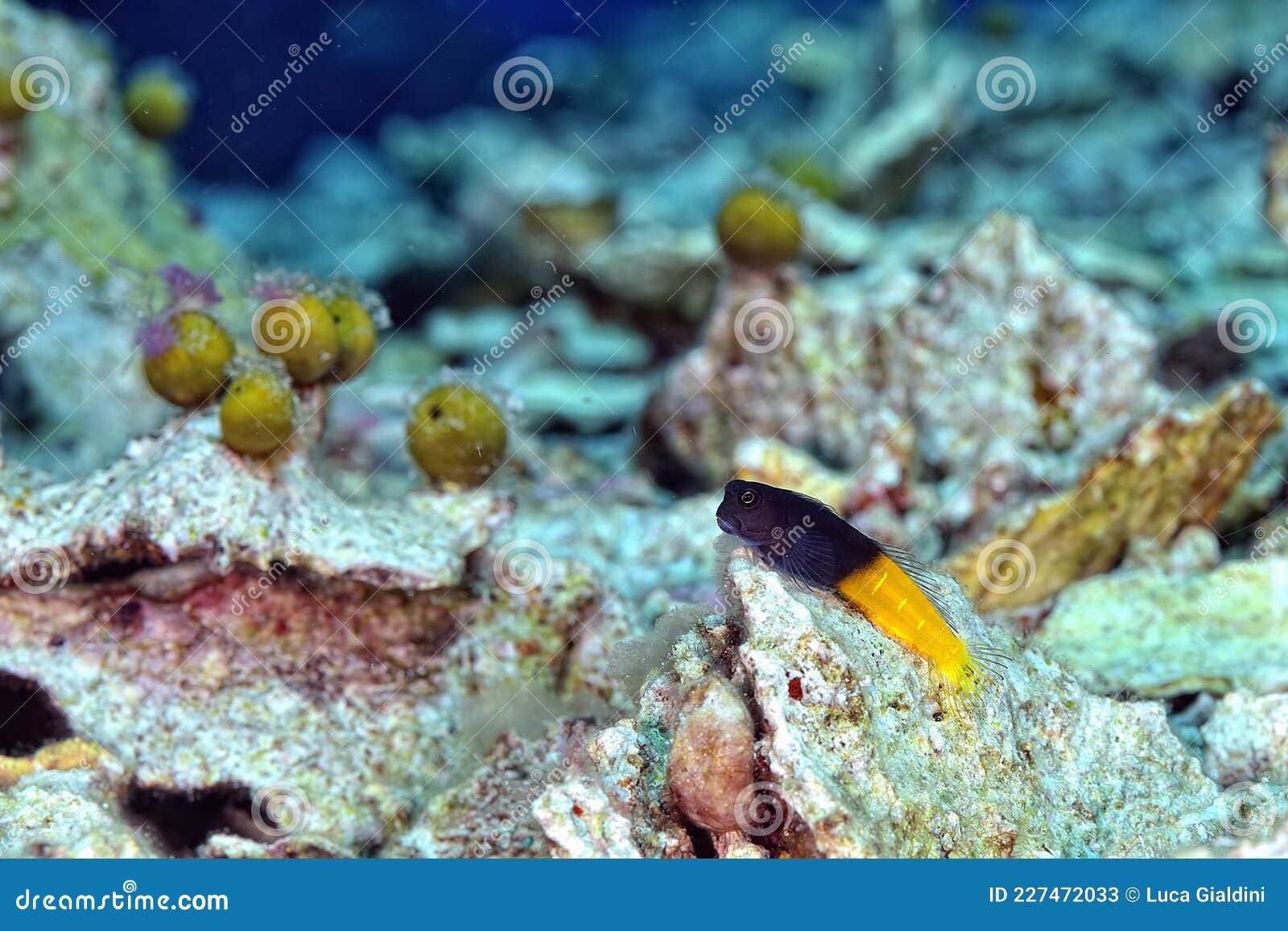 A Two Color Combtooth Blenny Stock Image - Image of east, asia: 227472033