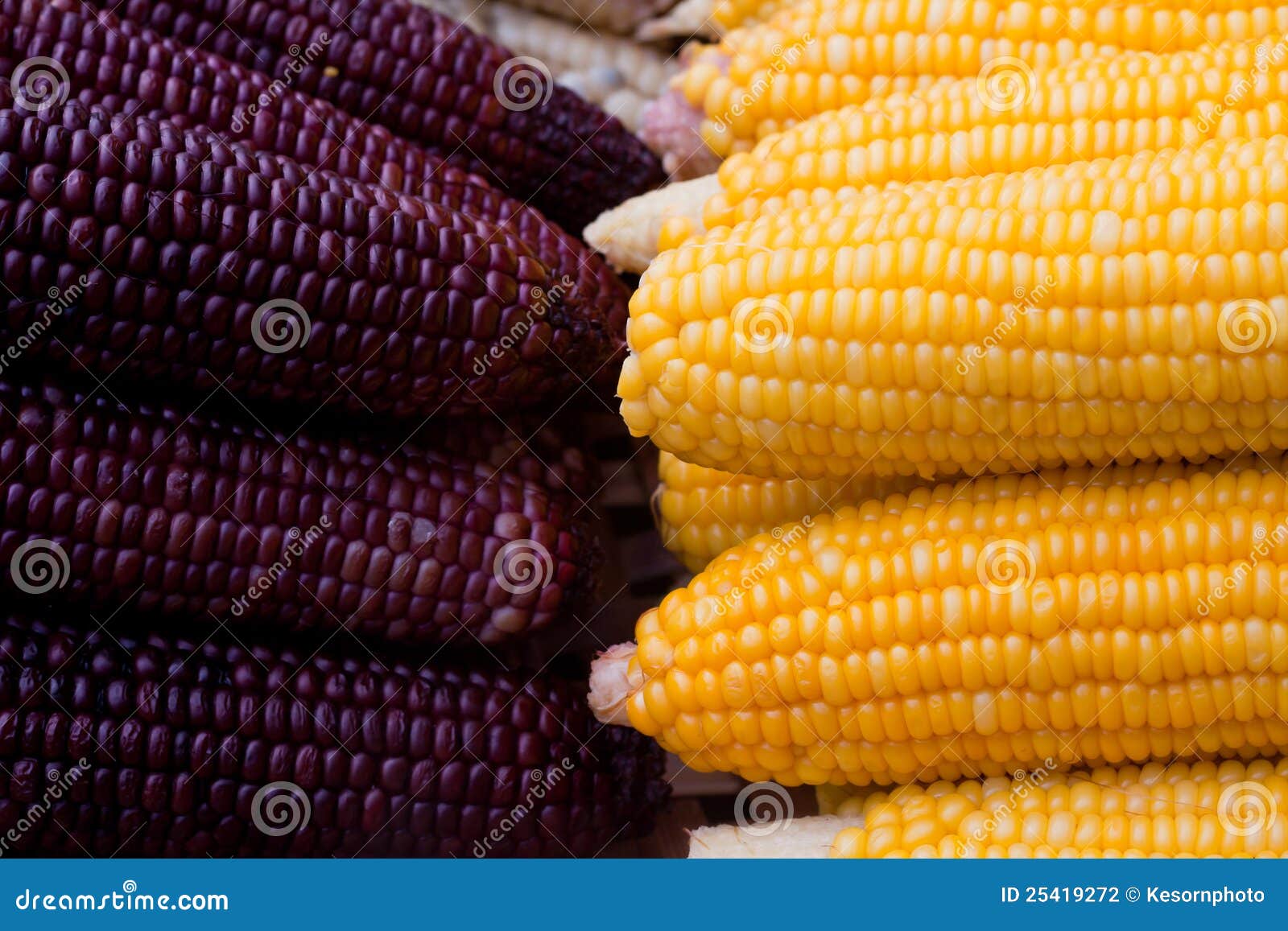 Two-color corn stock photo. Image of fruit, tone, compose - 25419272