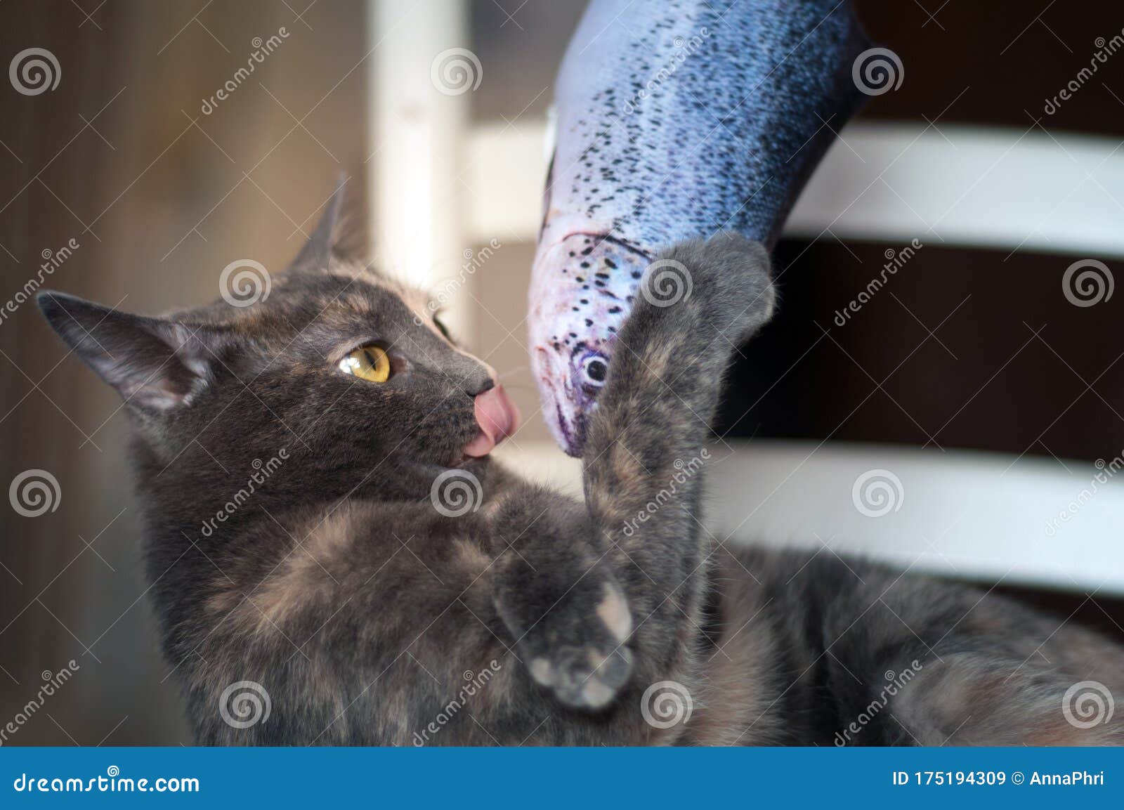Two Color Face Cat Playing with a Fish Toy Stock Image - Image of ...