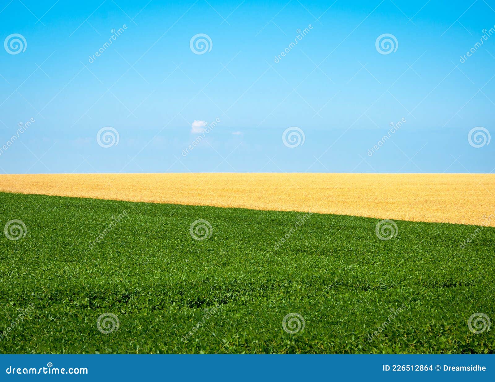 Two-color Field with Wheat and Soybeans on a Background of Blue Sky ...
