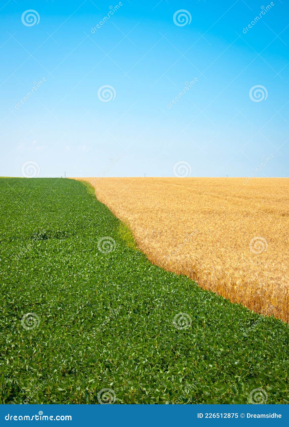 Two-color Field with Wheat and Soybeans on a Background of Blue Sky ...