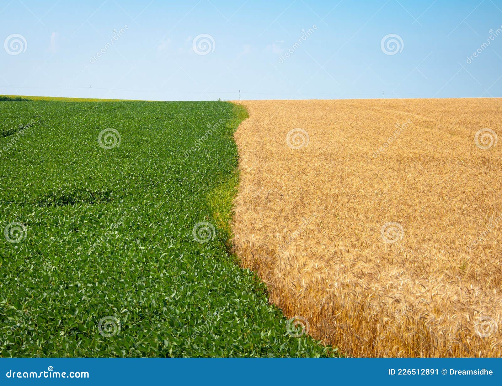 Two-color Field with Wheat and Soybeans on a Background of Blue Sky ...