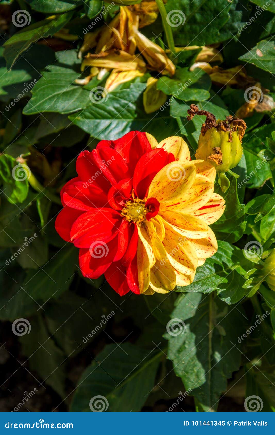 Two-color flower. stock image. Image of lily, bloom - 101441345