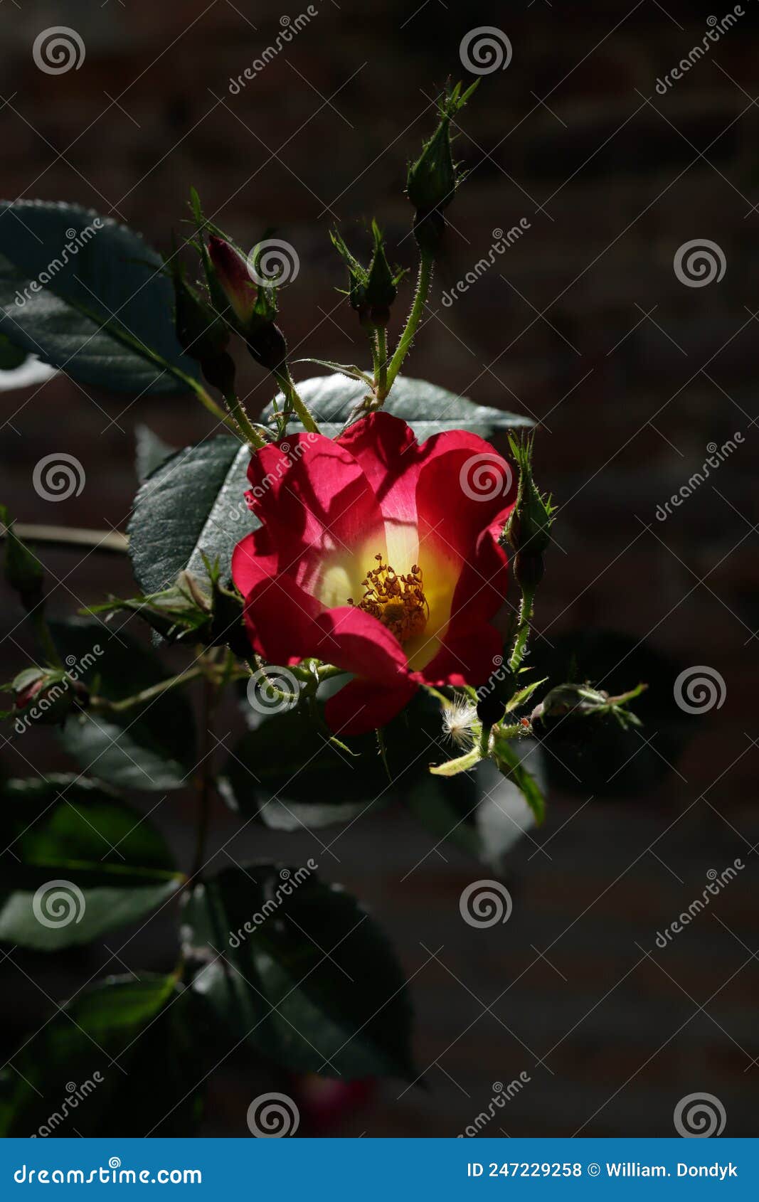 Two-color Flower with Filament Details or Leaf and Stem Details Stock ...