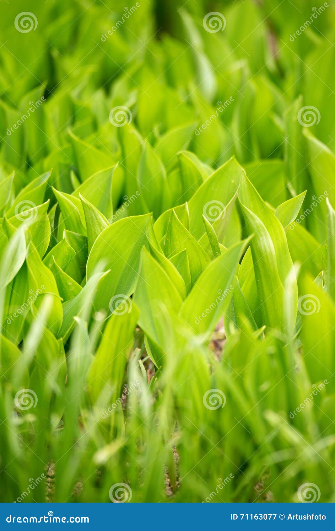 Two color green plant leaf stock image. Image of ecology - 71163077