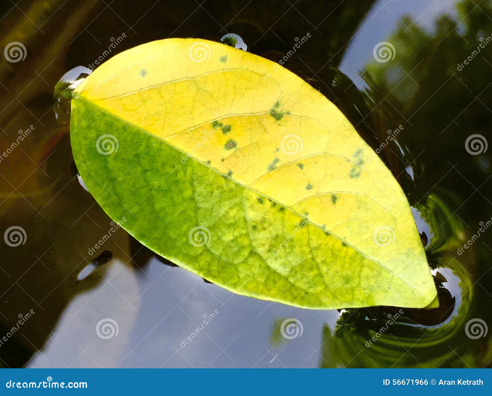 Two color leaf stock photo. Image of water, leaf, fall - 56671966