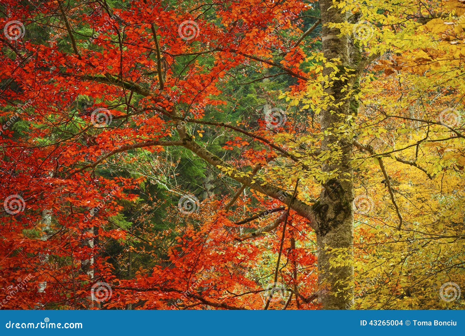 Two Color Leaves on a Tree during Autumn Stock Photo - Image of ...