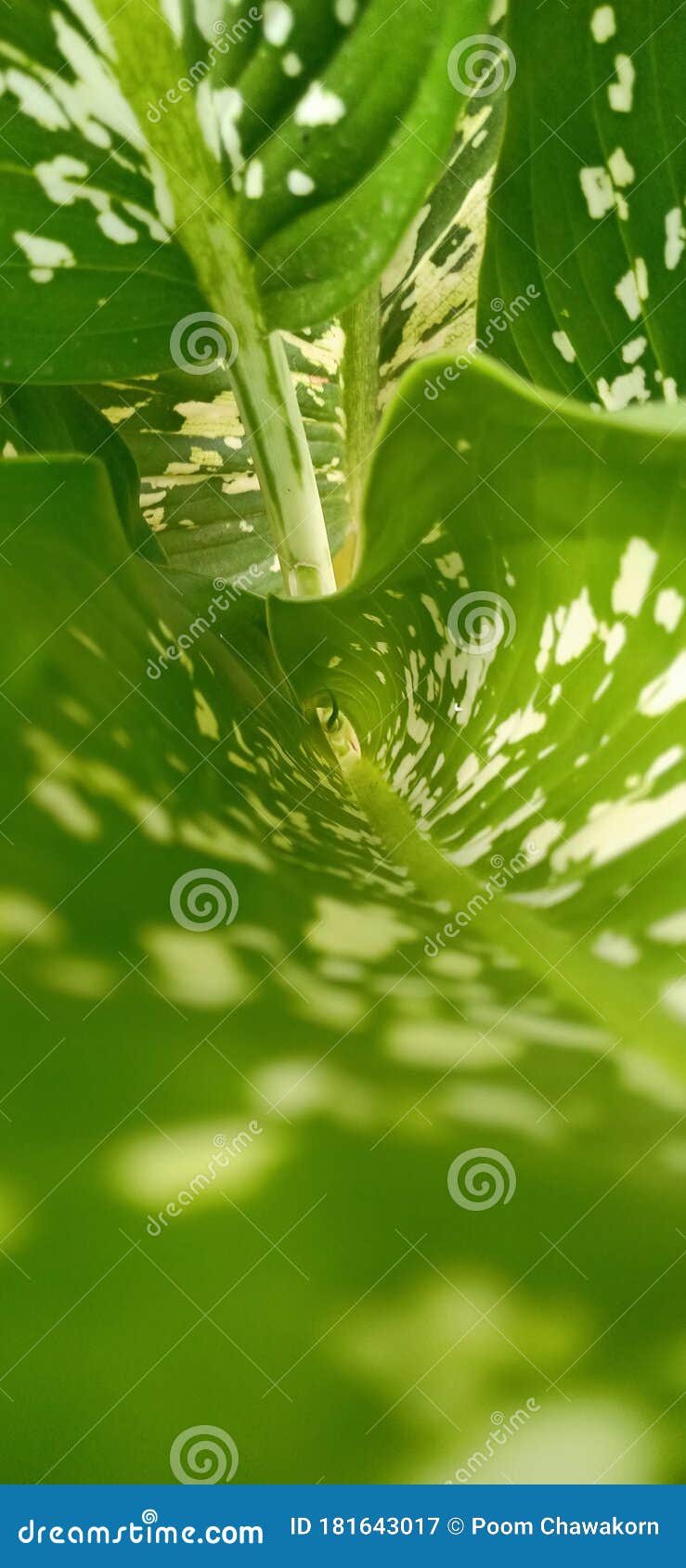 Two color leaves. stock image. Image of plant, color - 181643017