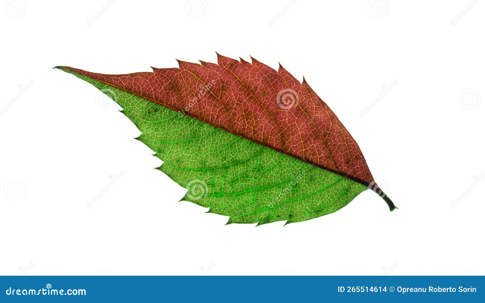 Two Color Macro Dryed Leaf with Vine Stock Photo - Image of colourful ...