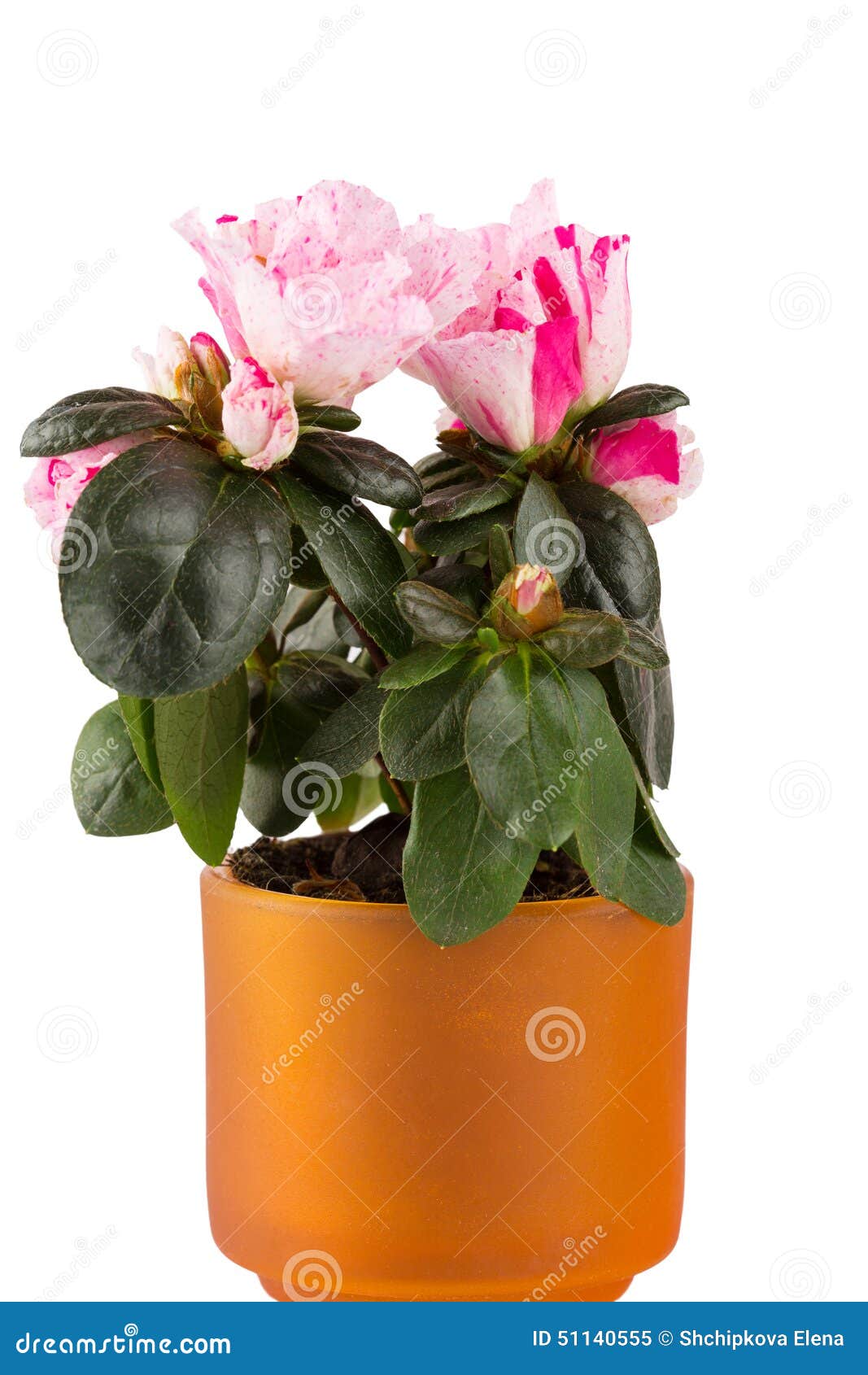 Two-color mini-azalea stock image. Image of color, azalea - 51140555