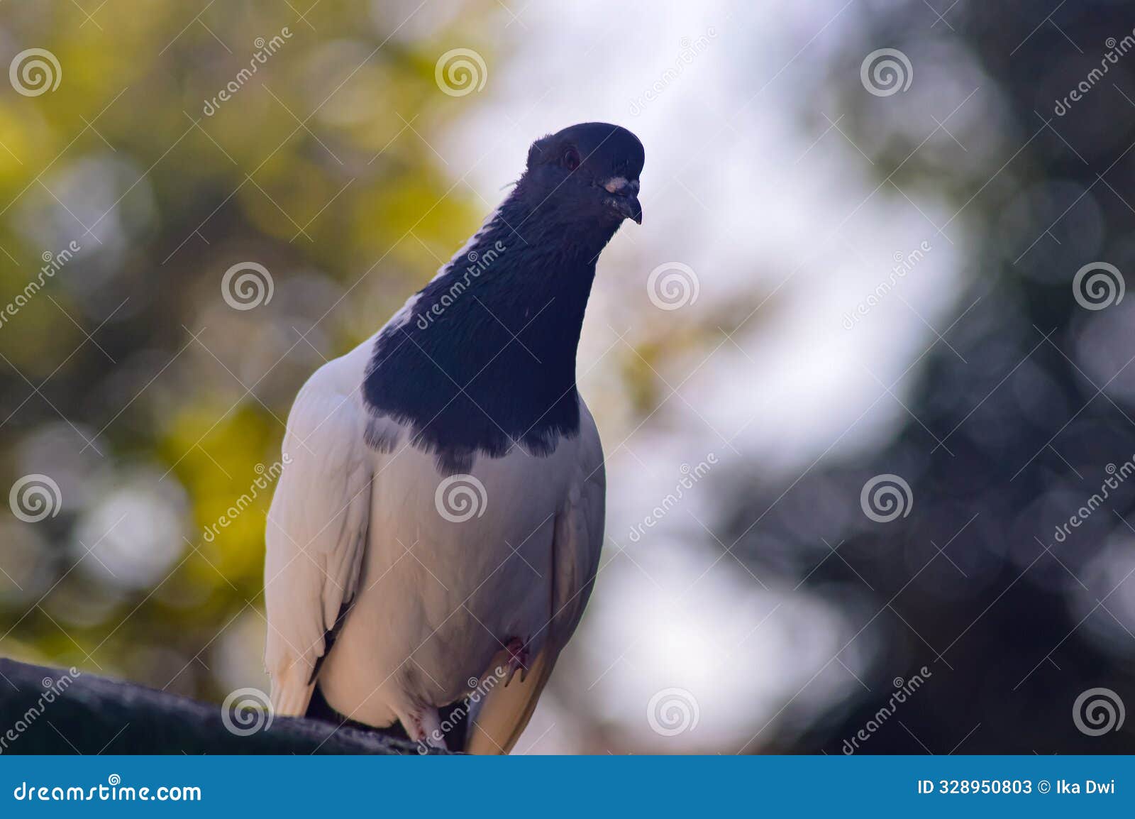 Two-color patterned pigeon stock image. Image of pigeon - 328950803