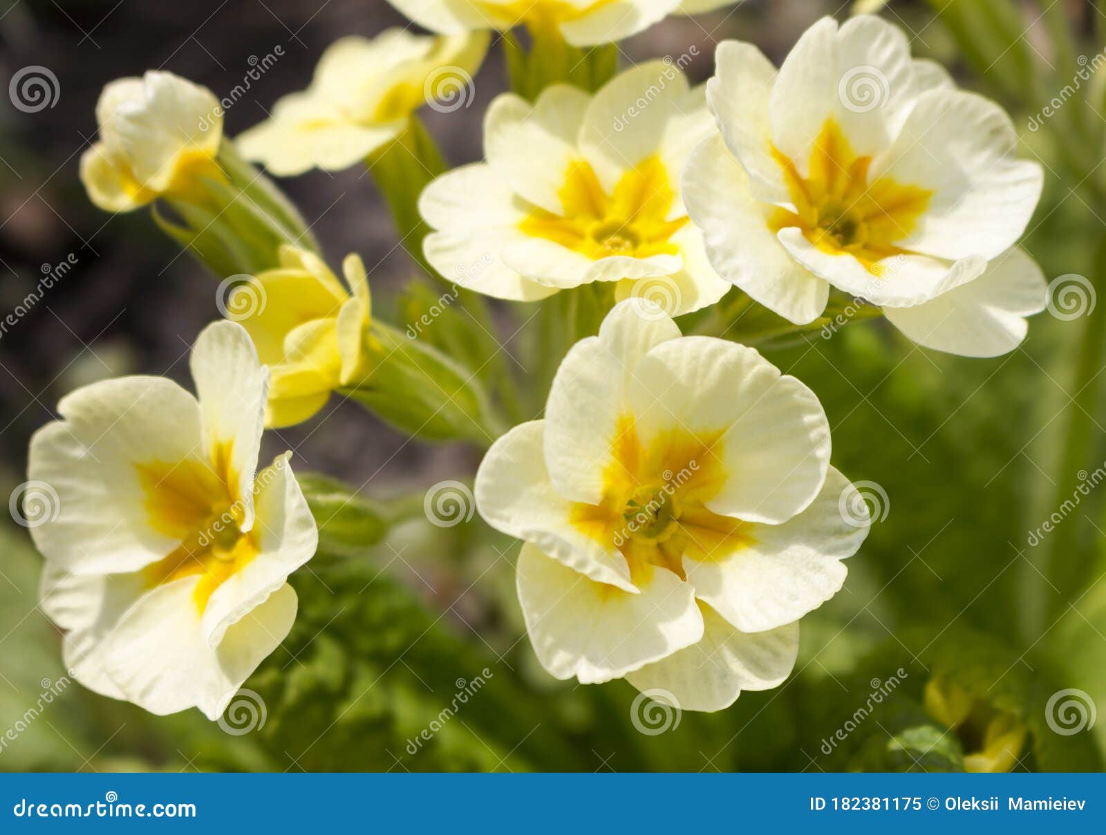 Two-color primrose flowers stock image. Image of frostresistant - 182381175