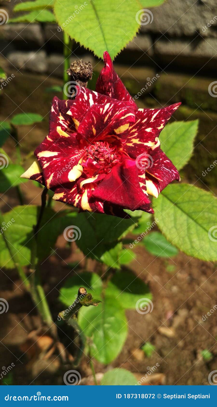 Two color rose stock photo. Image of nature, blossom - 187318072