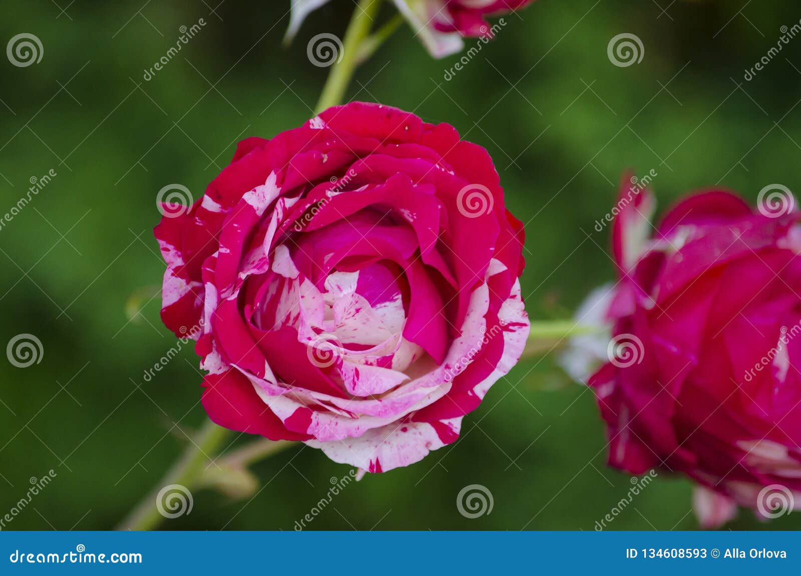 Two Two-color Roses, Pink With White. Stock Image - Image of floral ...
