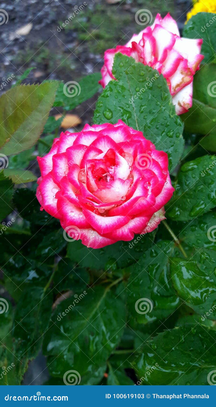 Rose stock image. Image of rose, garden, natrue, color - 100619103