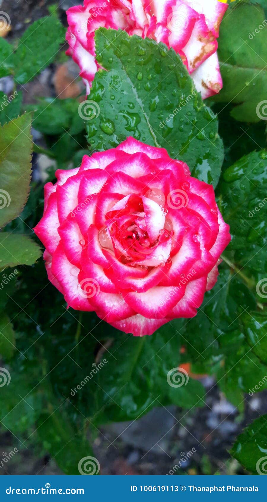 Rose stock image. Image of plant, petal, flower, rose - 100619113